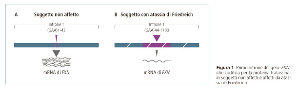 Atassia di Friedreich: aspetti diagnostici, clinici e assistenziali ...